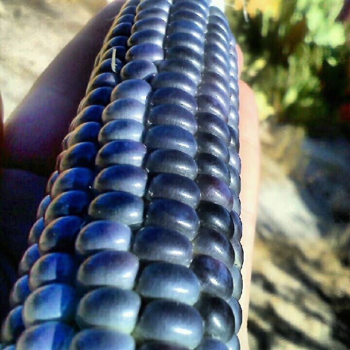 Honor the Spirit of Corn: Ceremony & Despacho – Nov 9, 2013 – SHAMANA FLORA