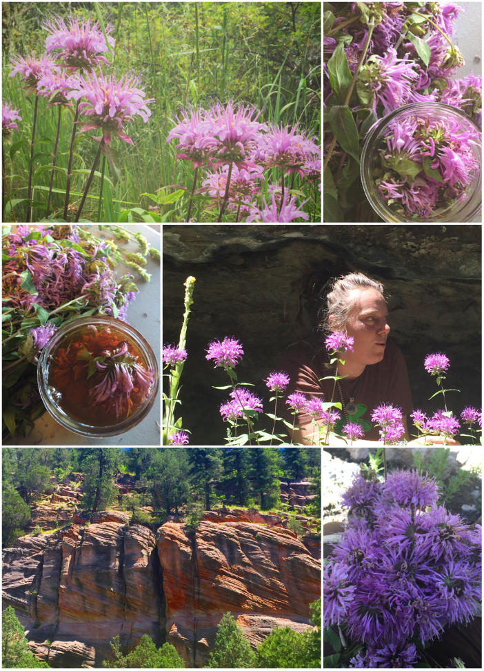 Fireworks Flowers- Bee Balm (Monarda spp) – SHAMANA FLORA